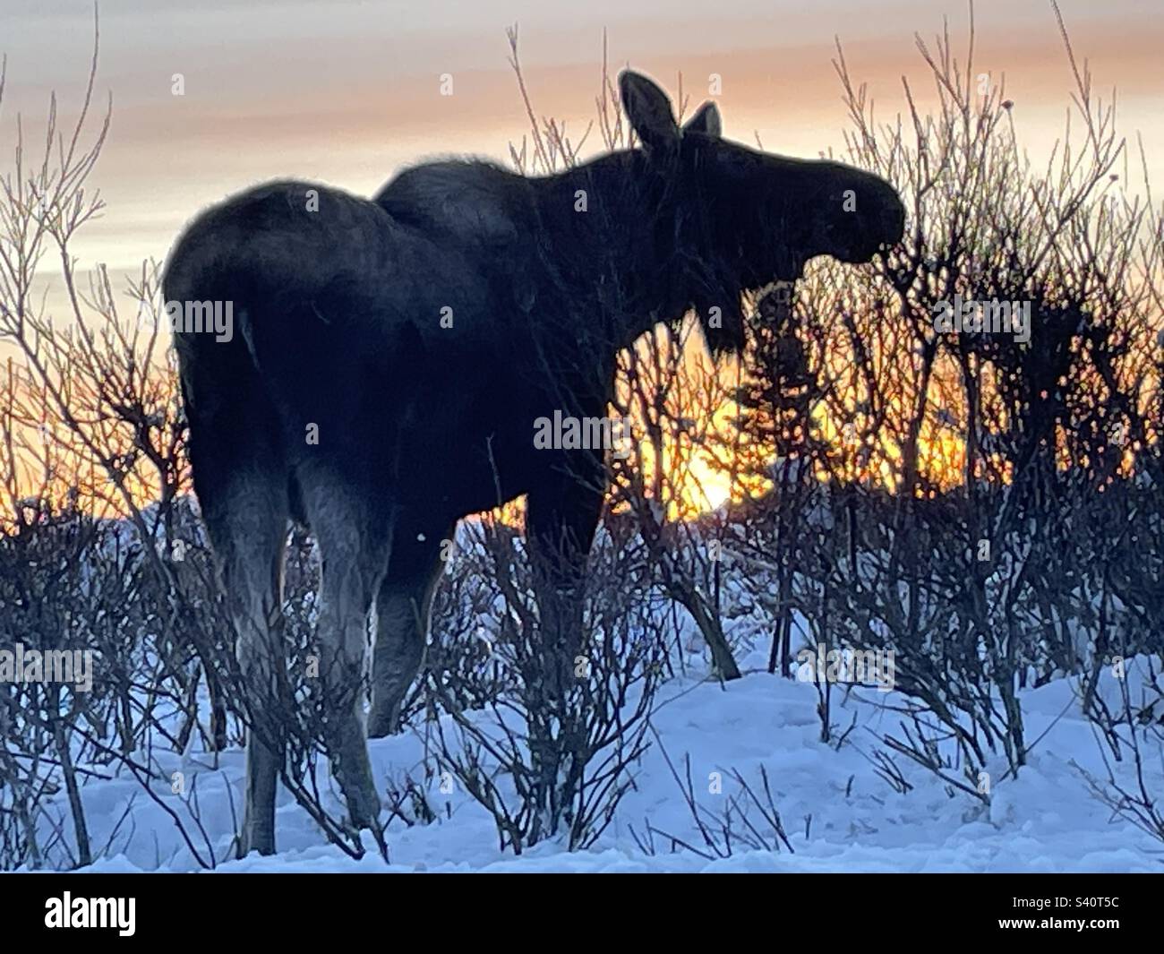 Willow alaska winter hi-res stock photography and images - Alamy