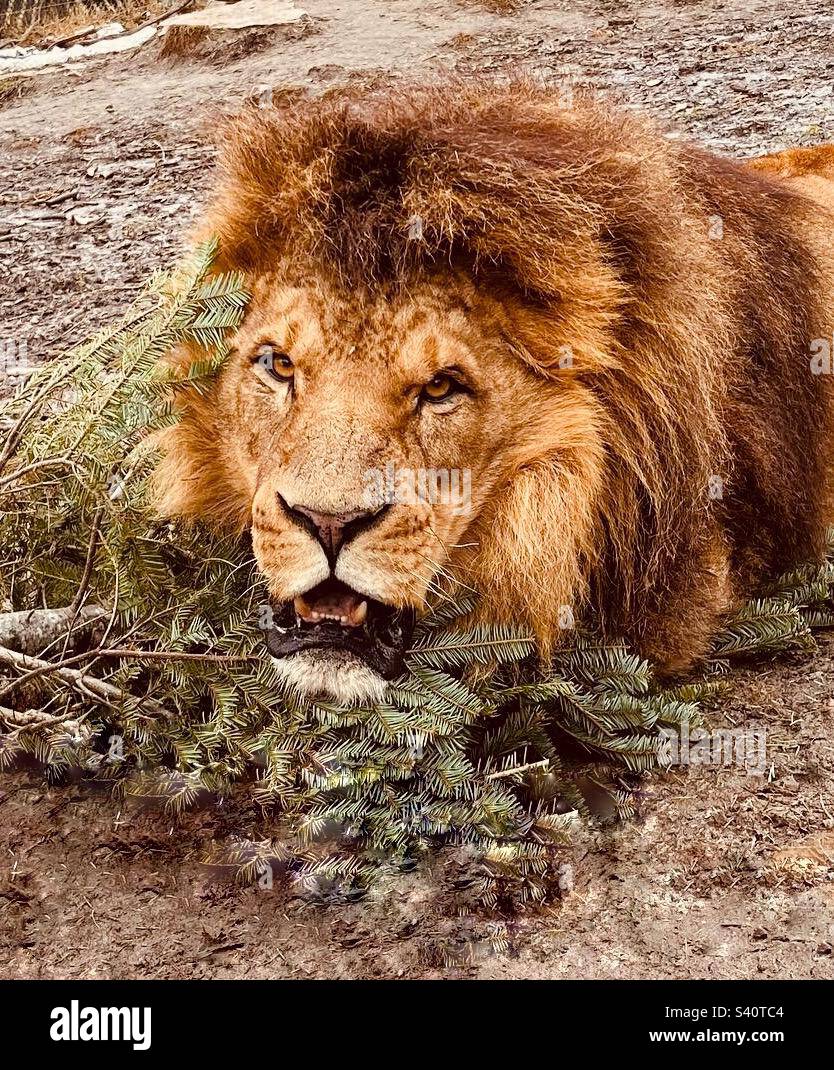 Tree hugging cat hi-res stock photography and images - Alamy