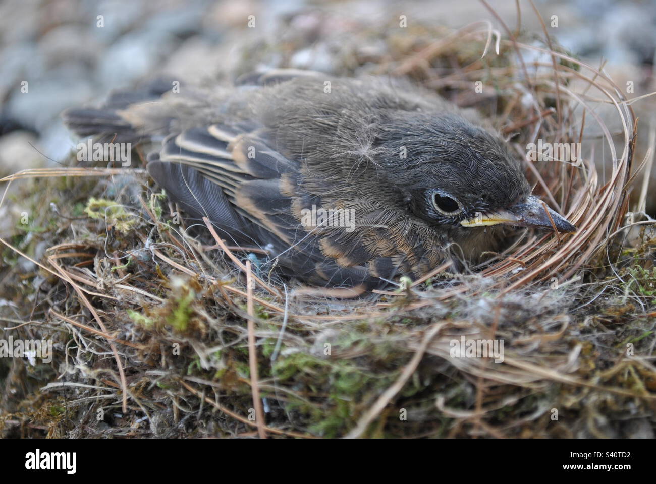 Robin nesting birds hi-res stock photography and images - Alamy