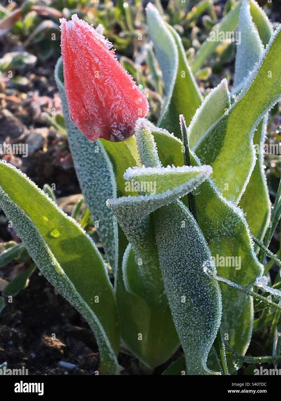 Frosted flower hi-res stock photography and images - Alamy