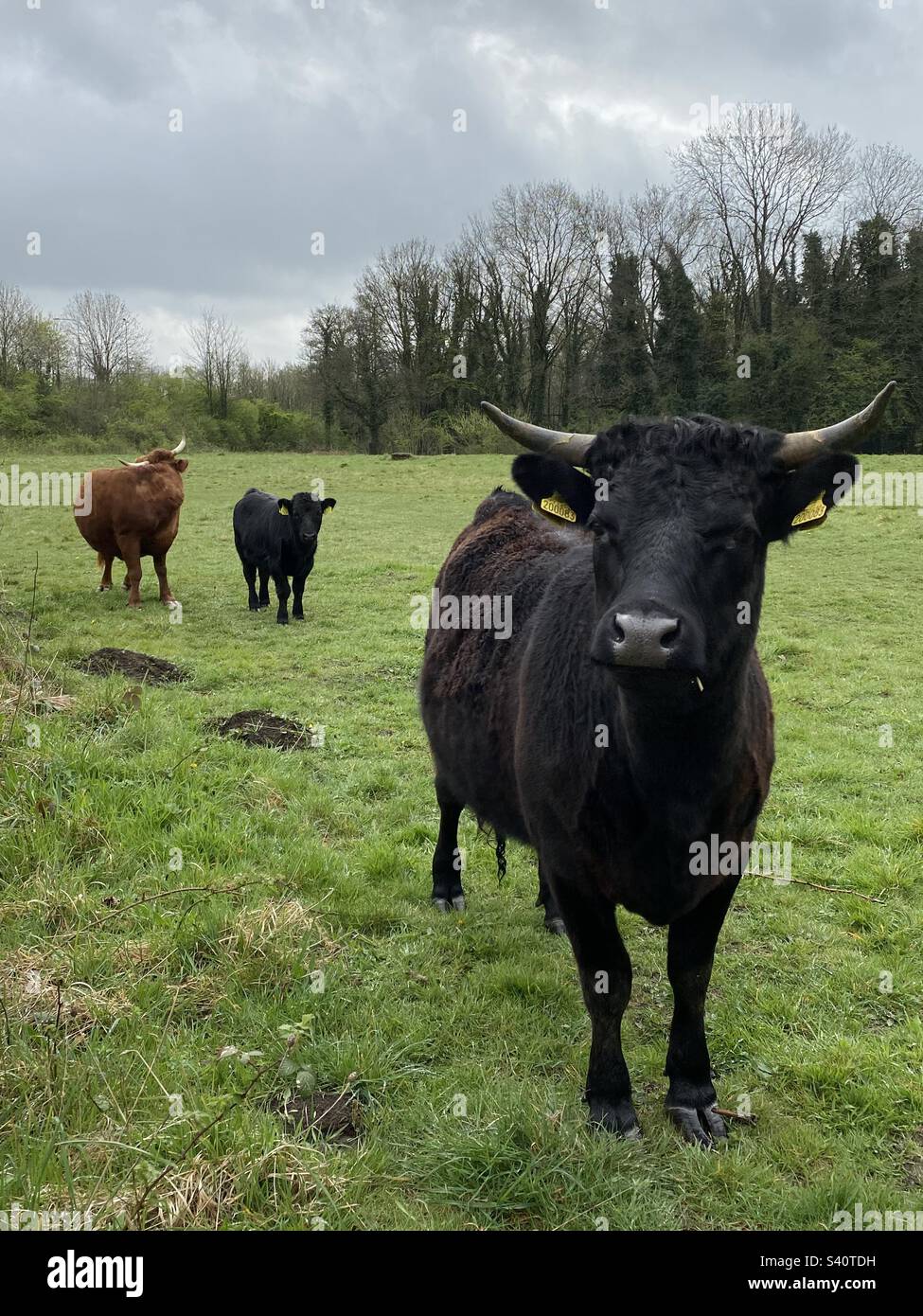 Dexters hi-res stock photography and images - Alamy