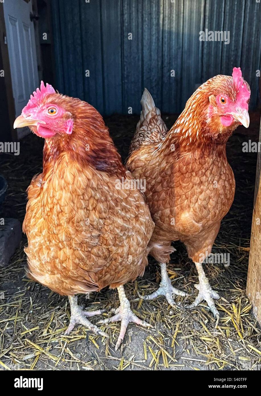 Poultry birds hi-res stock photography and images - Alamy