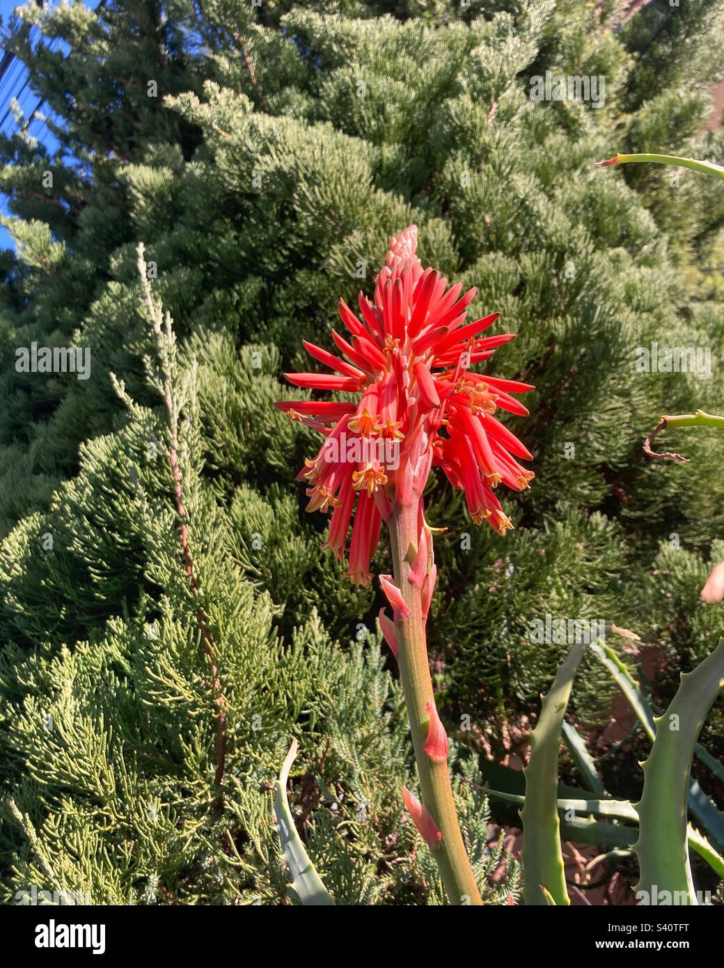 Vera bloom hi-res stock photography and images - Alamy