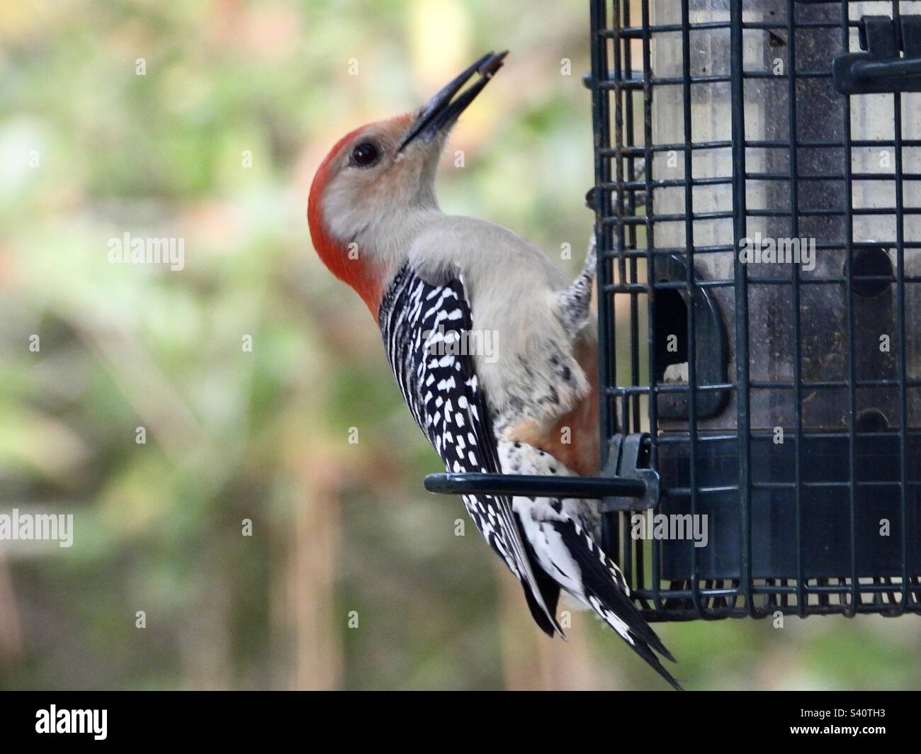 Increasingly common, the red-bellied woodpecker tends to enjoy flocking ...