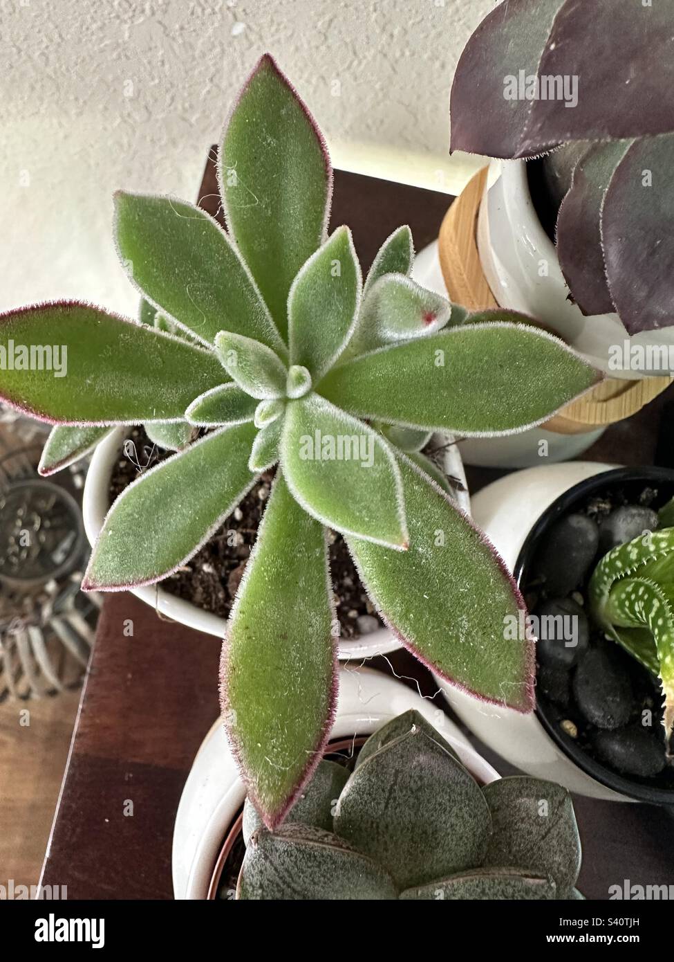 Fluffy succulent hi-res stock photography and images - Alamy