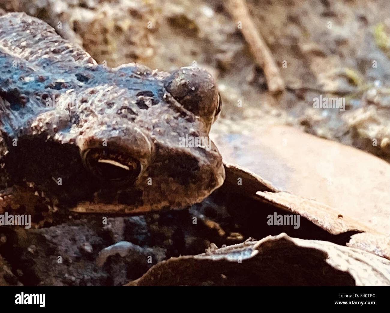 Salientia hi-res stock photography and images - Alamy