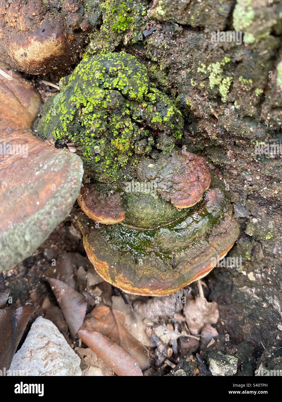 Medium brown shelf mushrooms sticking out a tree trunk’s base; some of them are coated in green ...