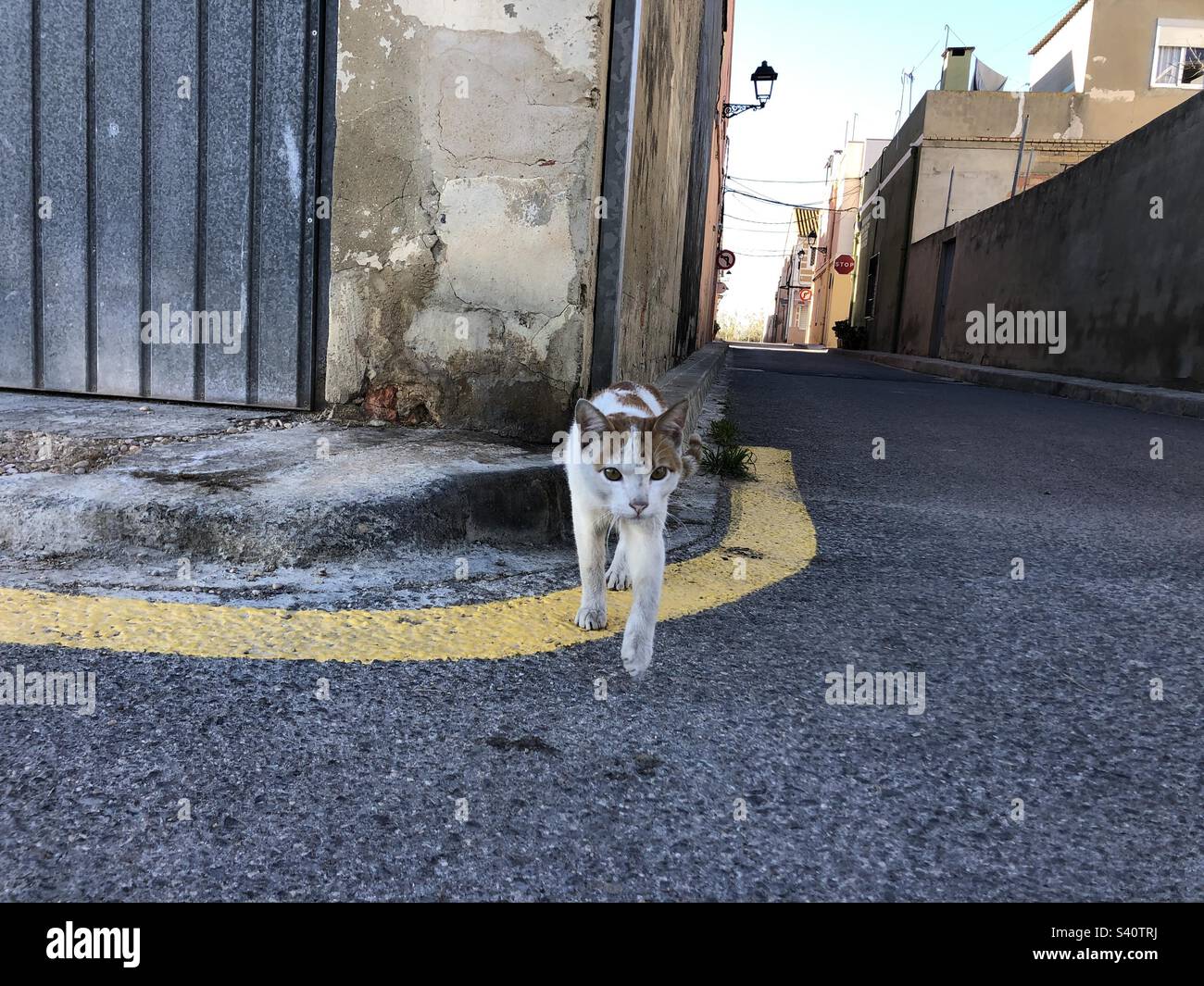 Stray cat walking on streets Stock Photo - Alamy