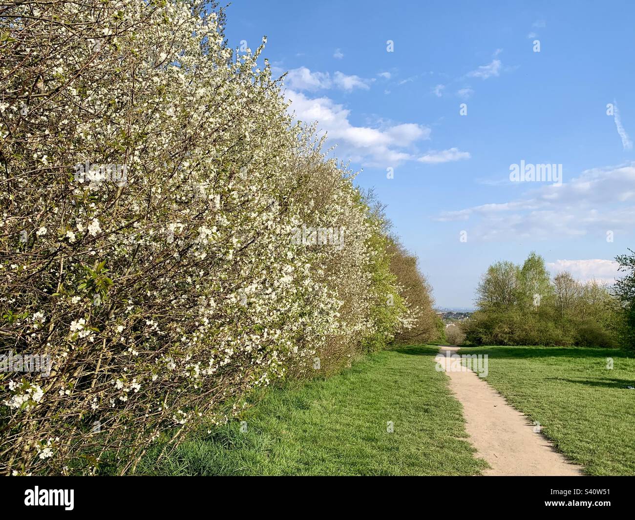 Blossom tree footpath Stock Photo - Alamy