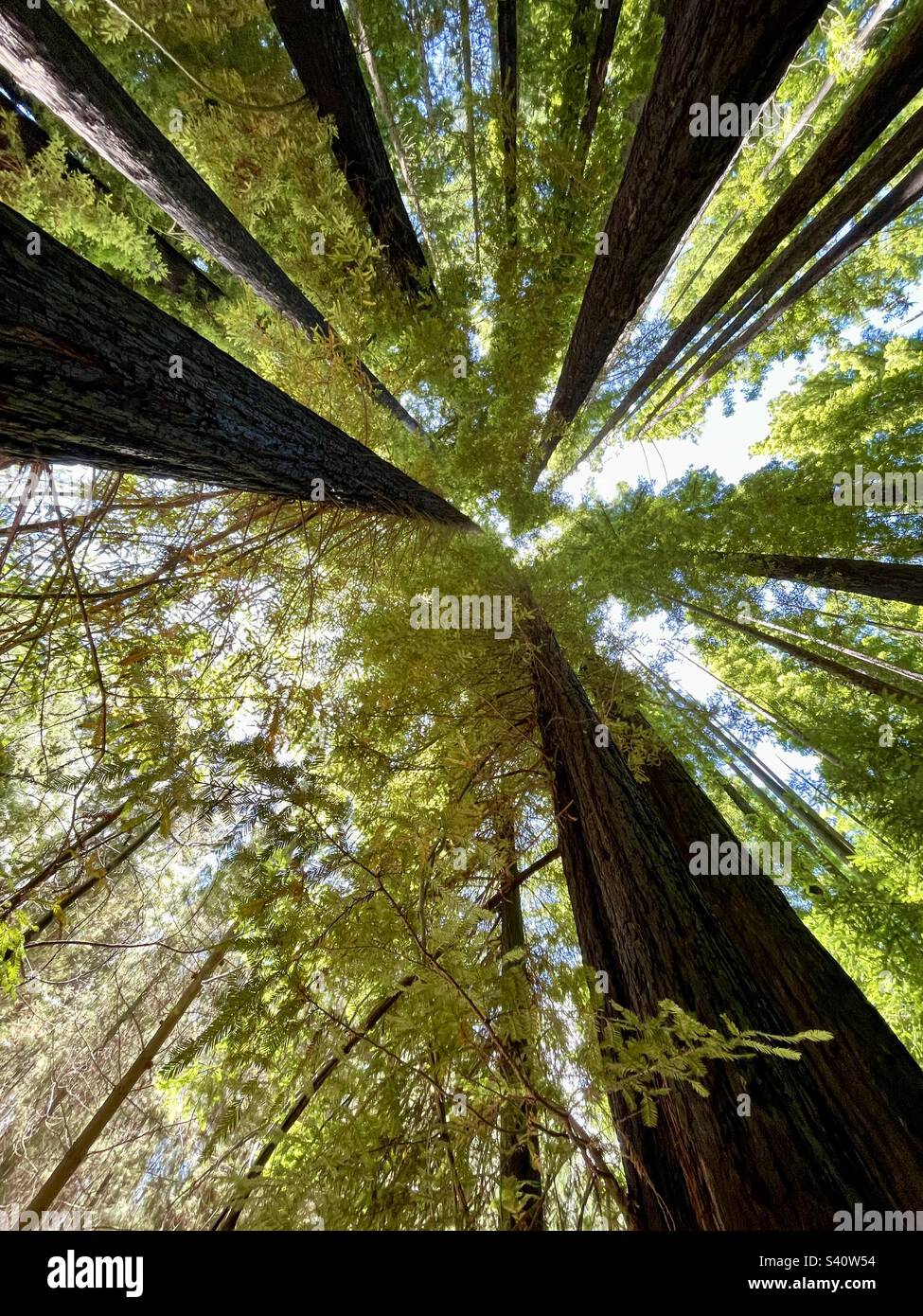 Giant trees looking up canopy hi-res stock photography and images - Alamy
