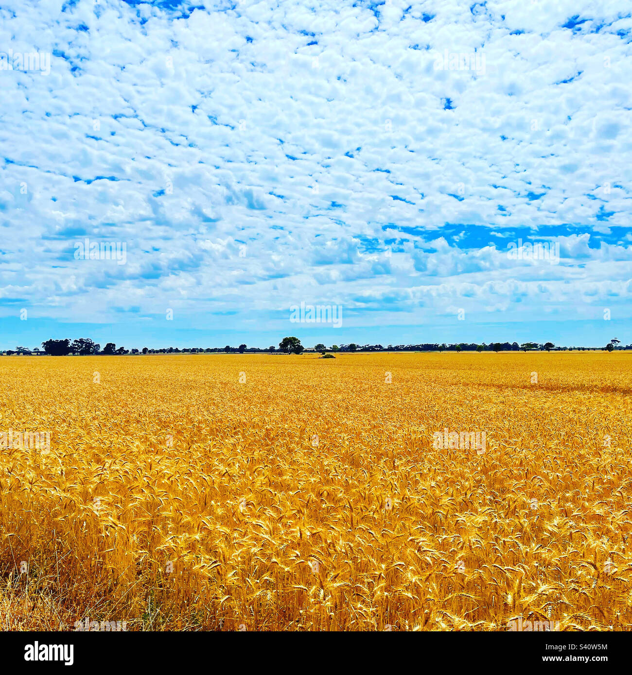 Cornfield road hi-res stock photography and images - Alamy