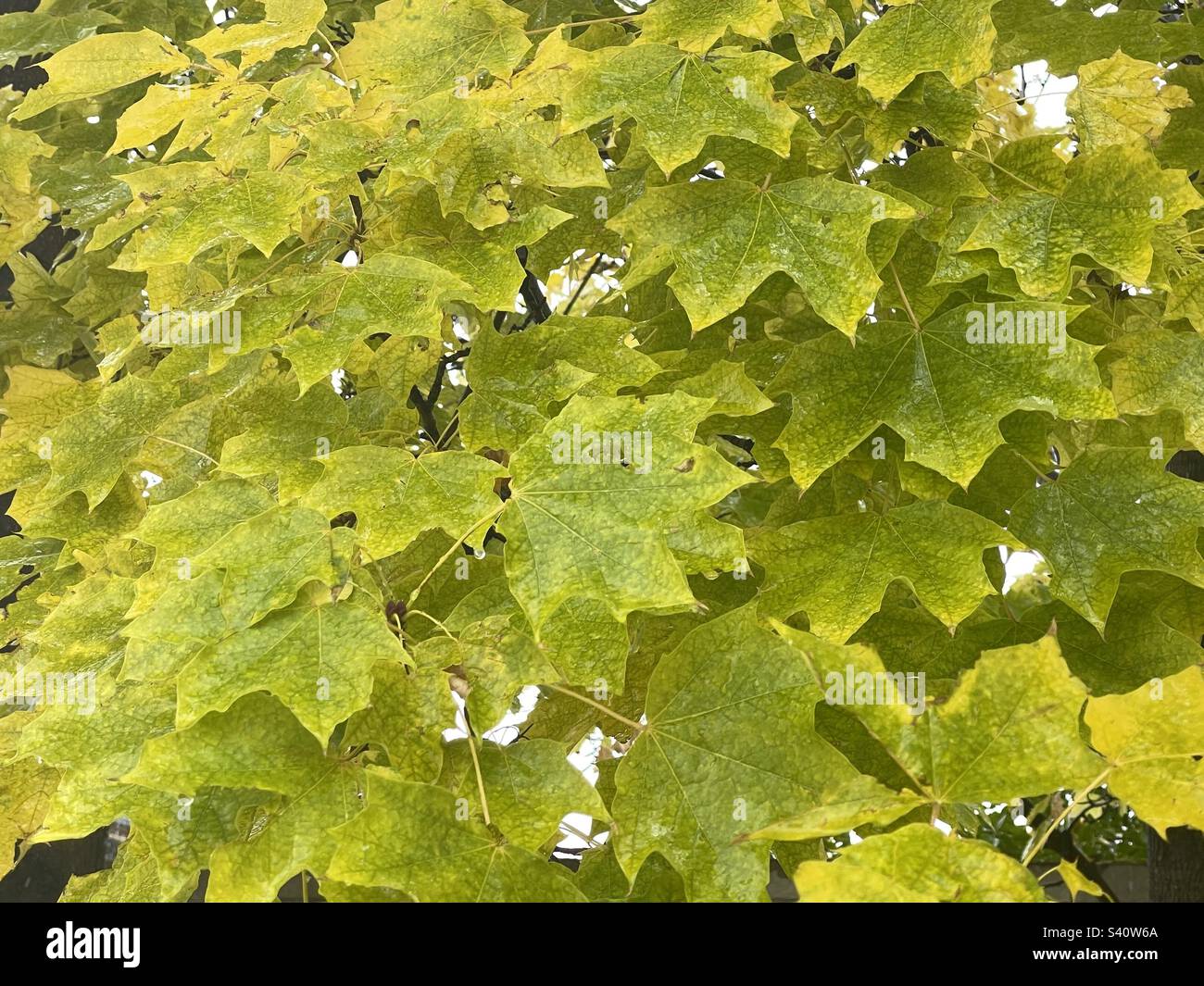 Maple tree leaves are dripping wet during a storm in Utah, USA Stock ...
