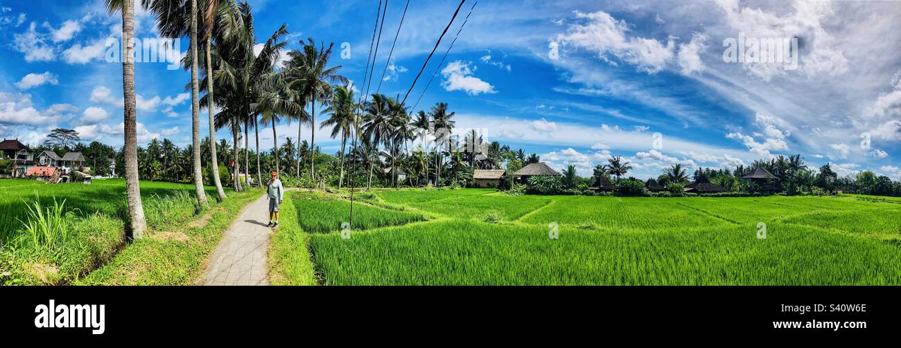 Panoramic of rice field path with man walking in Ubud Bali Stock Photo ...