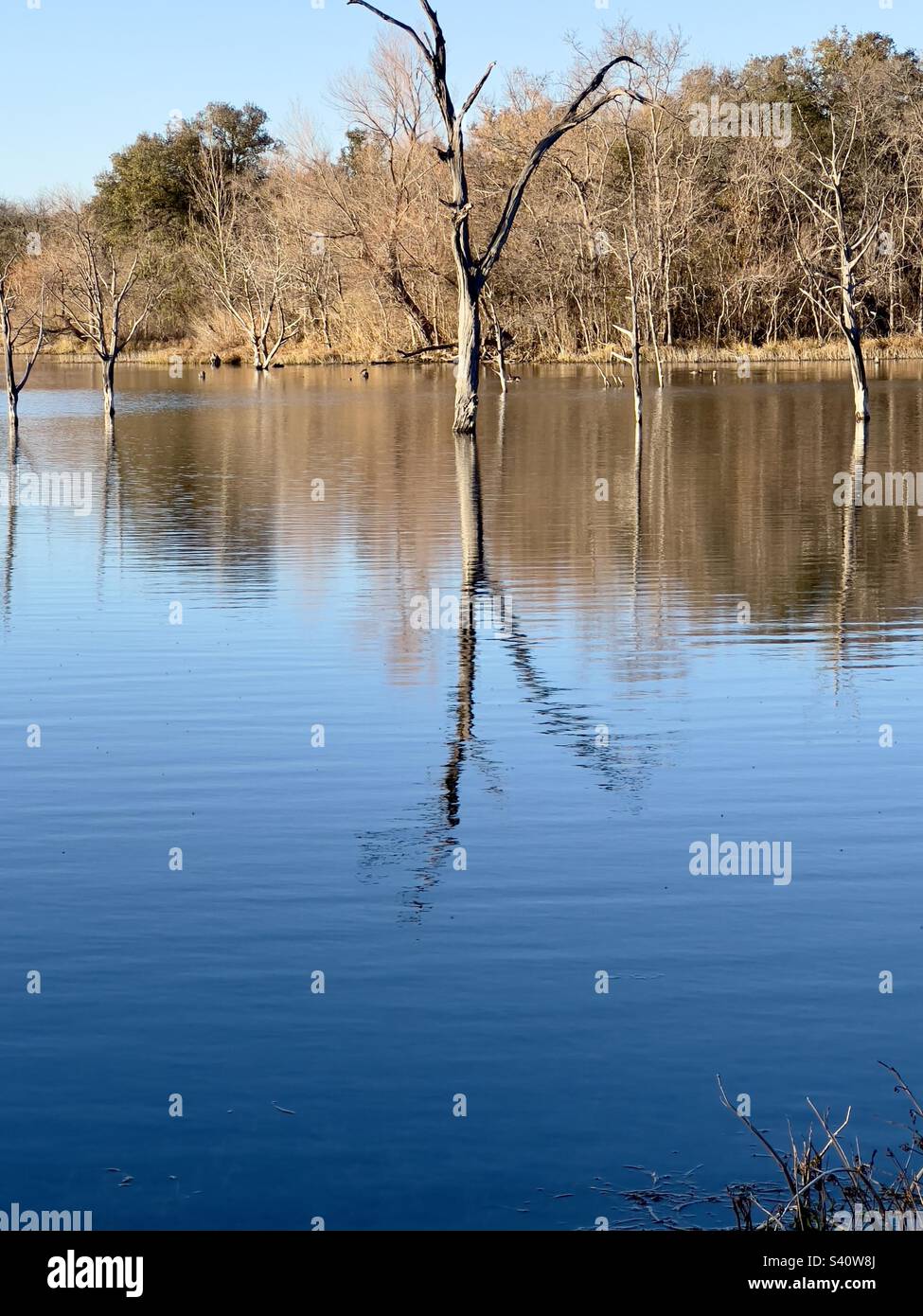 Dead tree in lake hi-res stock photography and images - Alamy