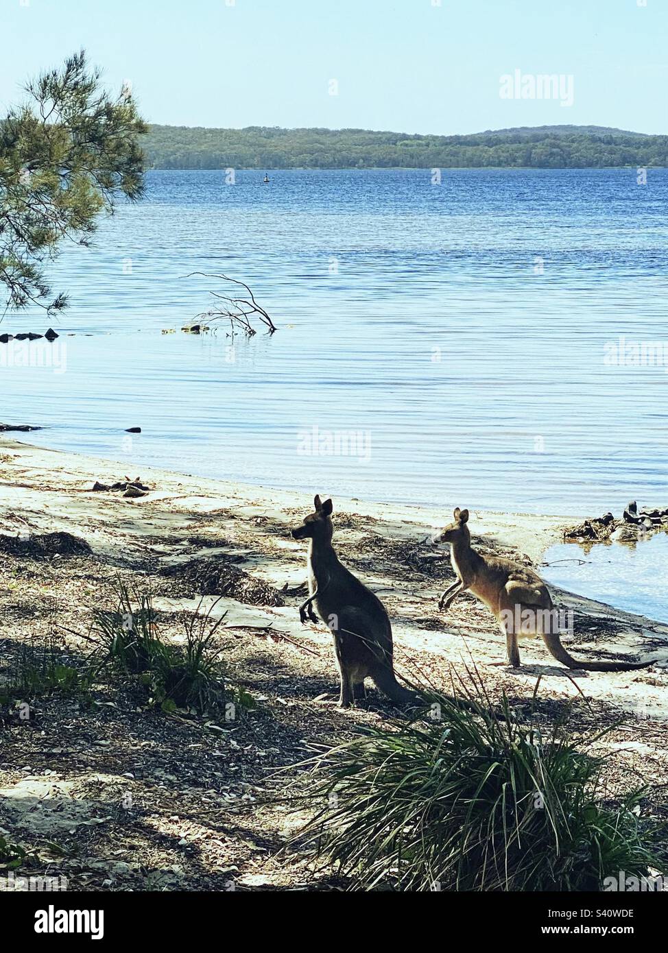 Two kangaroos on the waters edge on bright day light. Iconic Australian ...