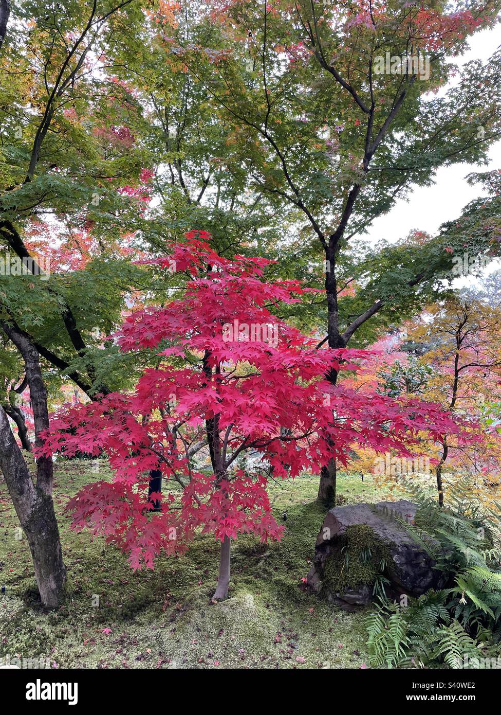 Fall leaves kyoto hi-res stock photography and images - Alamy