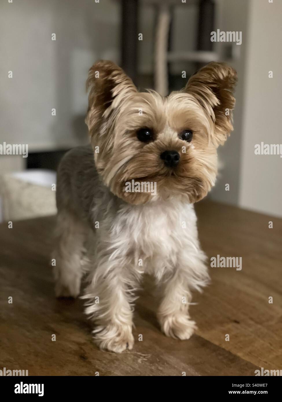 Grumpy dog hi-res stock photography and images - Alamy