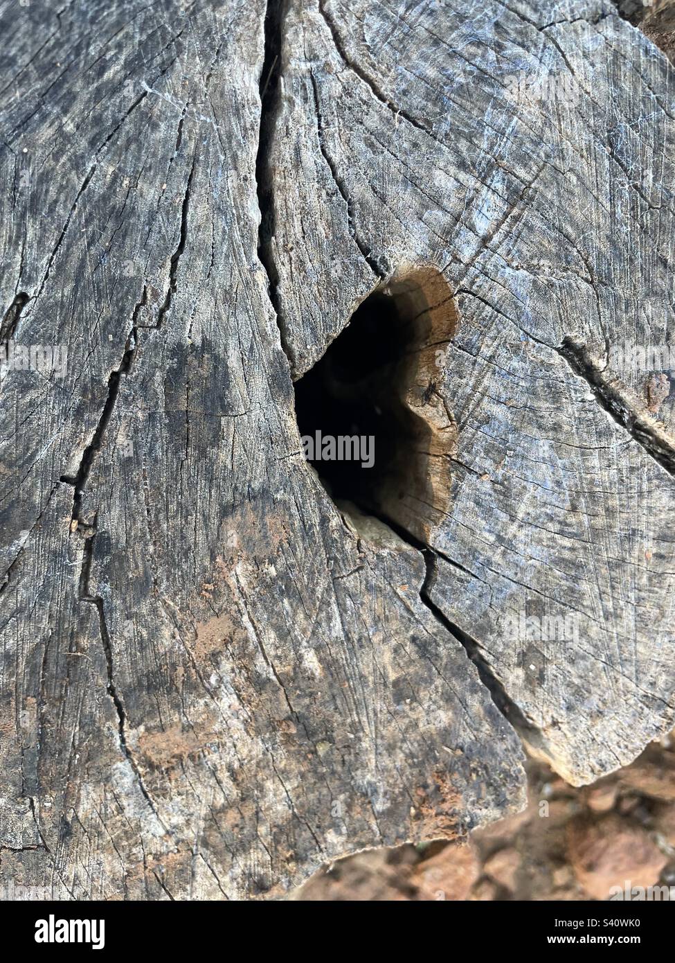 Love of tree hi-res stock photography and images - Alamy