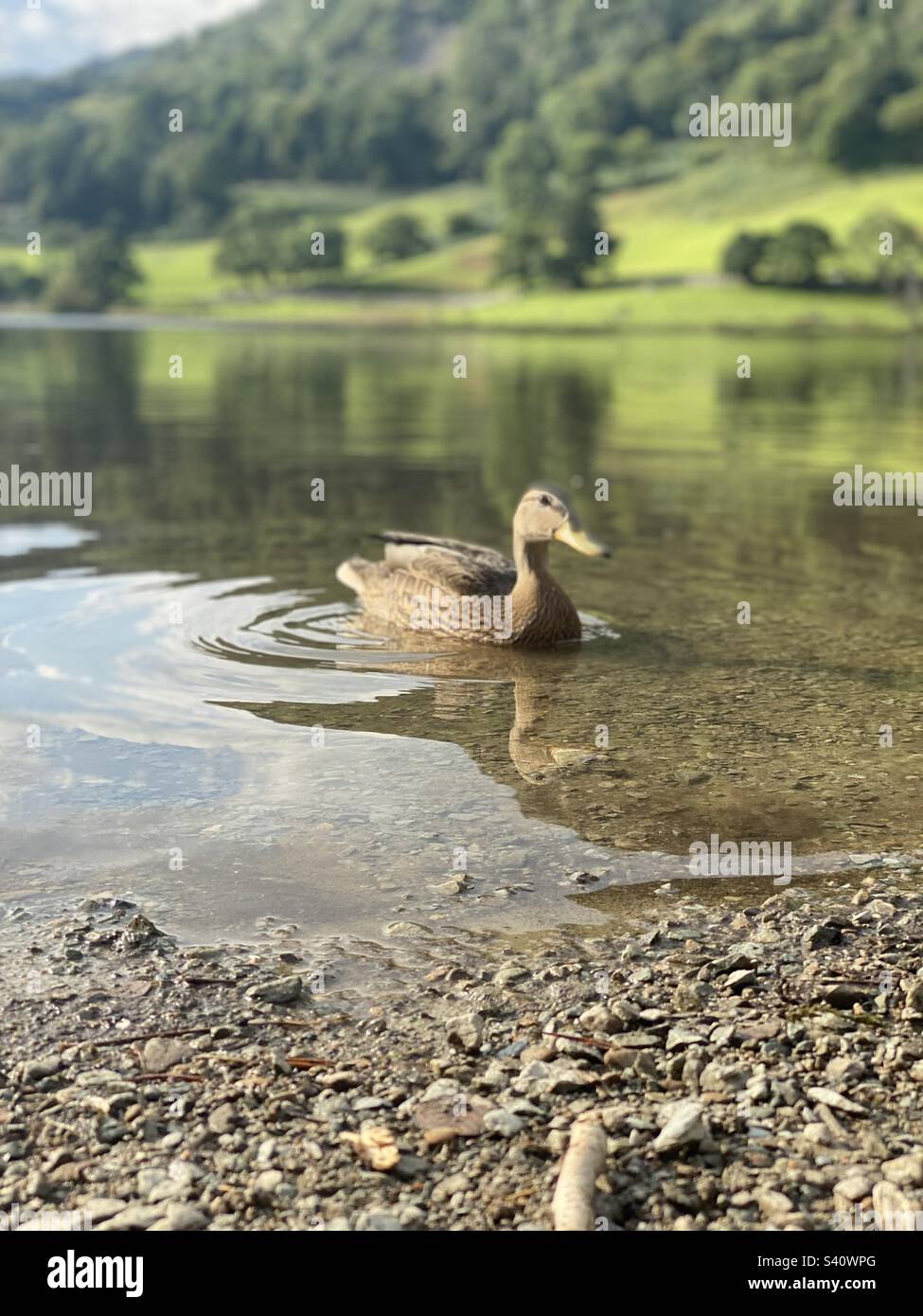 Duck on lake Stock Photo - Alamy