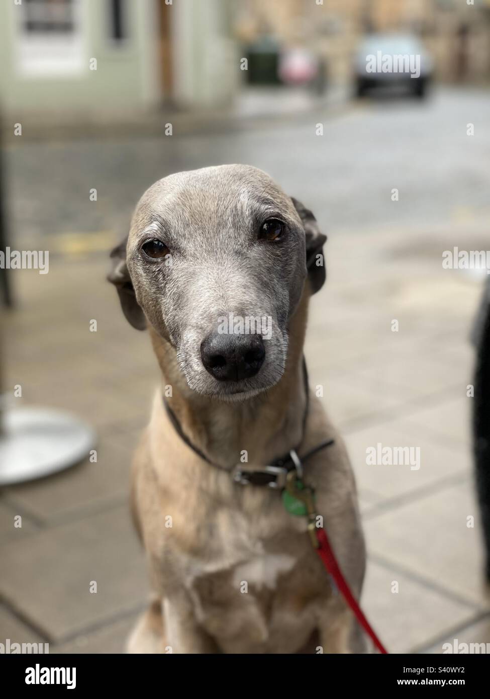 Staffy cross hi-res stock photography and images - Alamy