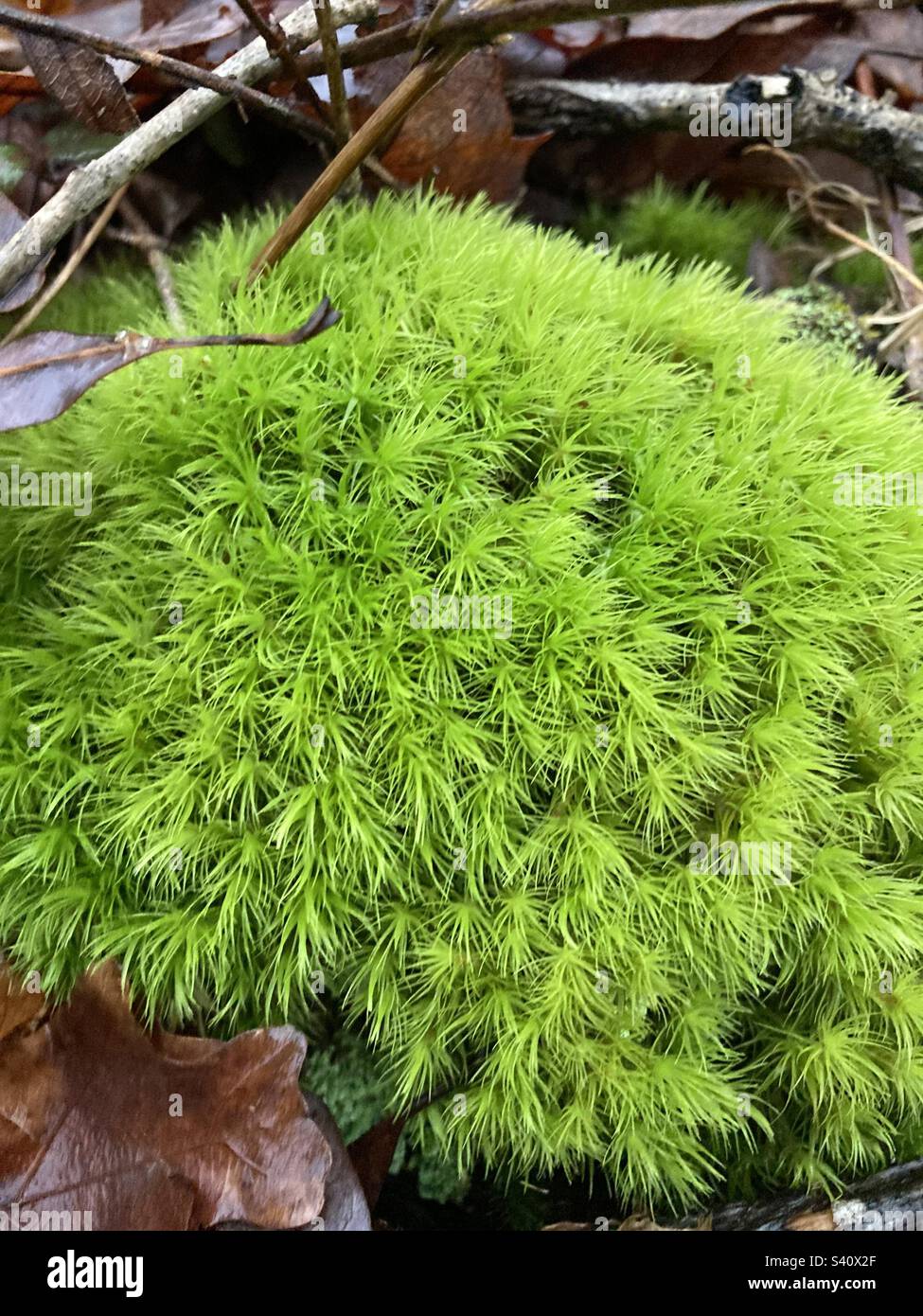 Fluffy moss hi-res stock photography and images - Alamy