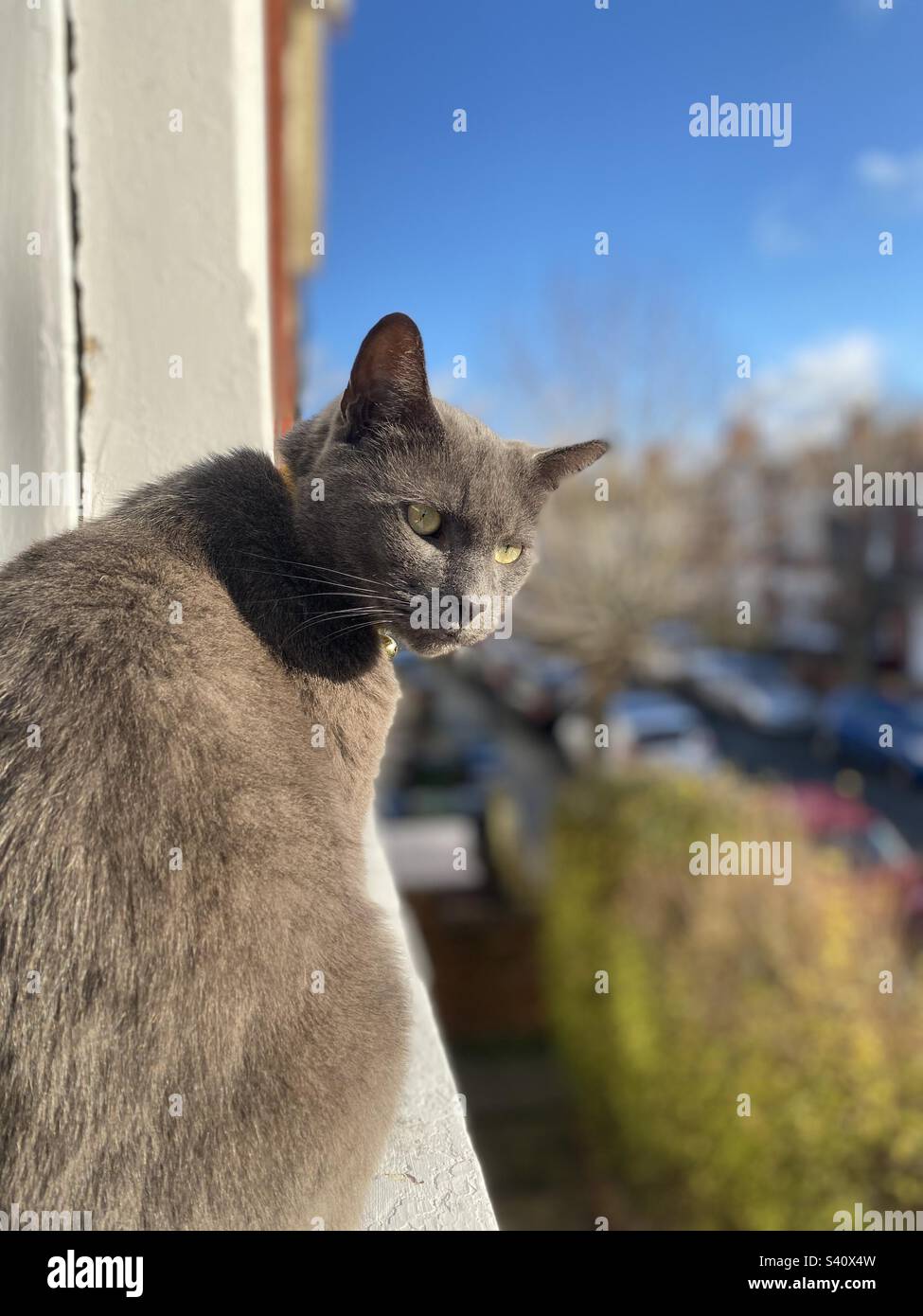 Grey cst hi-res stock photography and images - Alamy