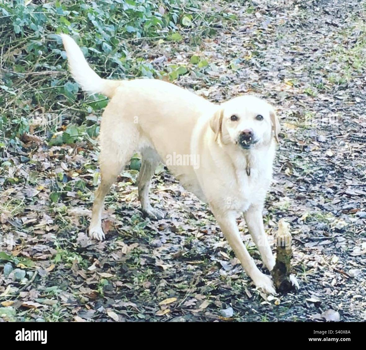 Dog munch hi-res stock photography and images - Alamy