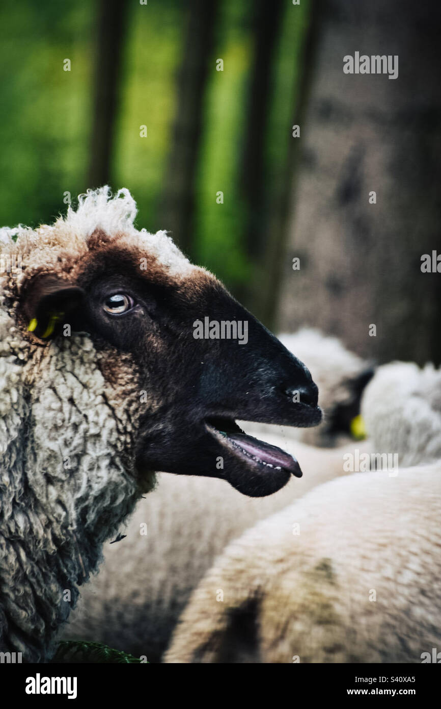 Sheep eye hi-res stock photography and images - Alamy