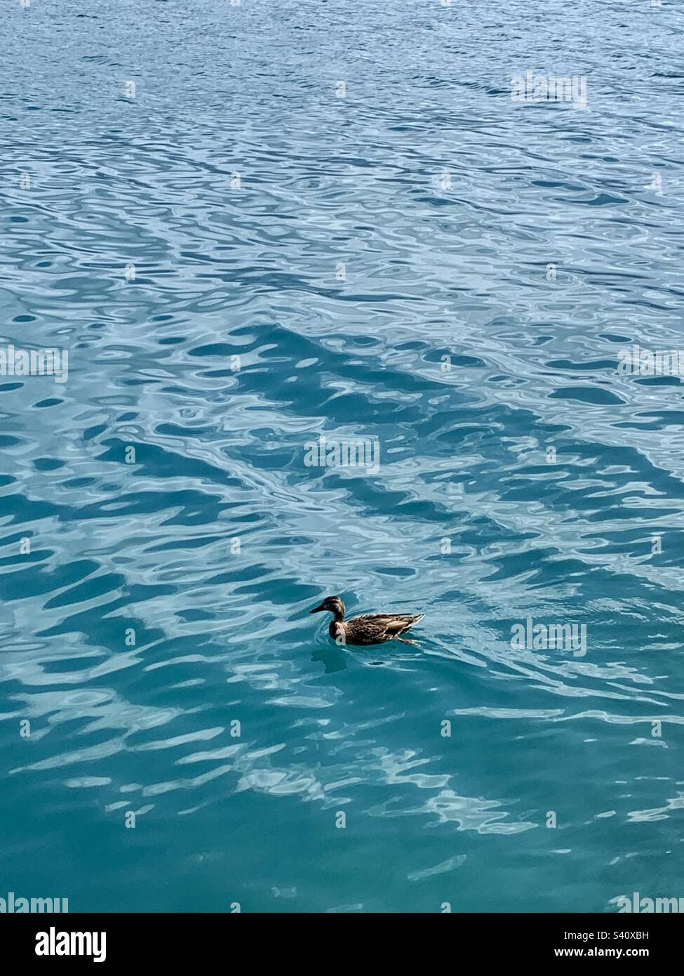 Lone duck swimming on lake hi-res stock photography and images - Alamy