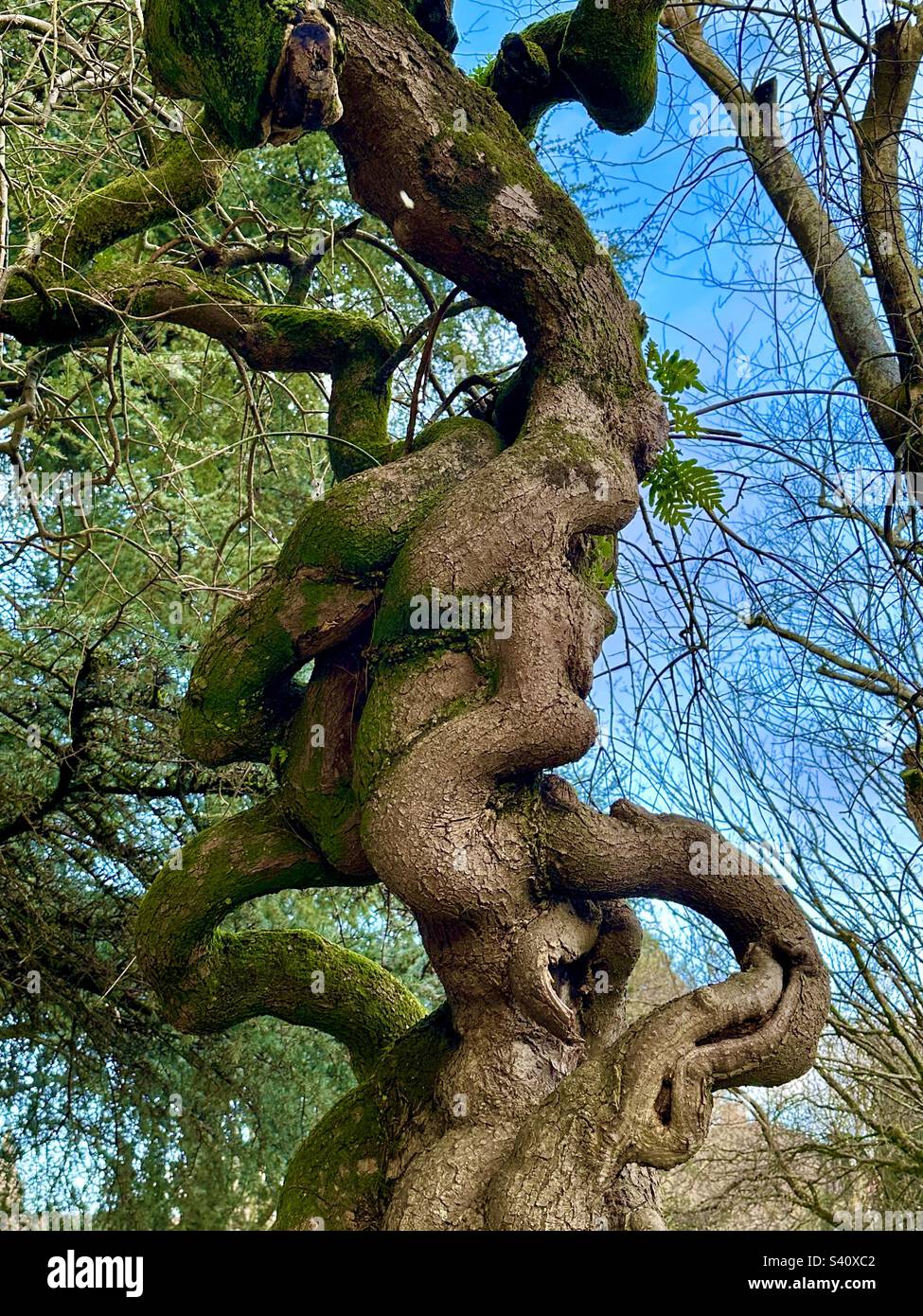 Twisted tree trunk hi-res stock photography and images - Alamy