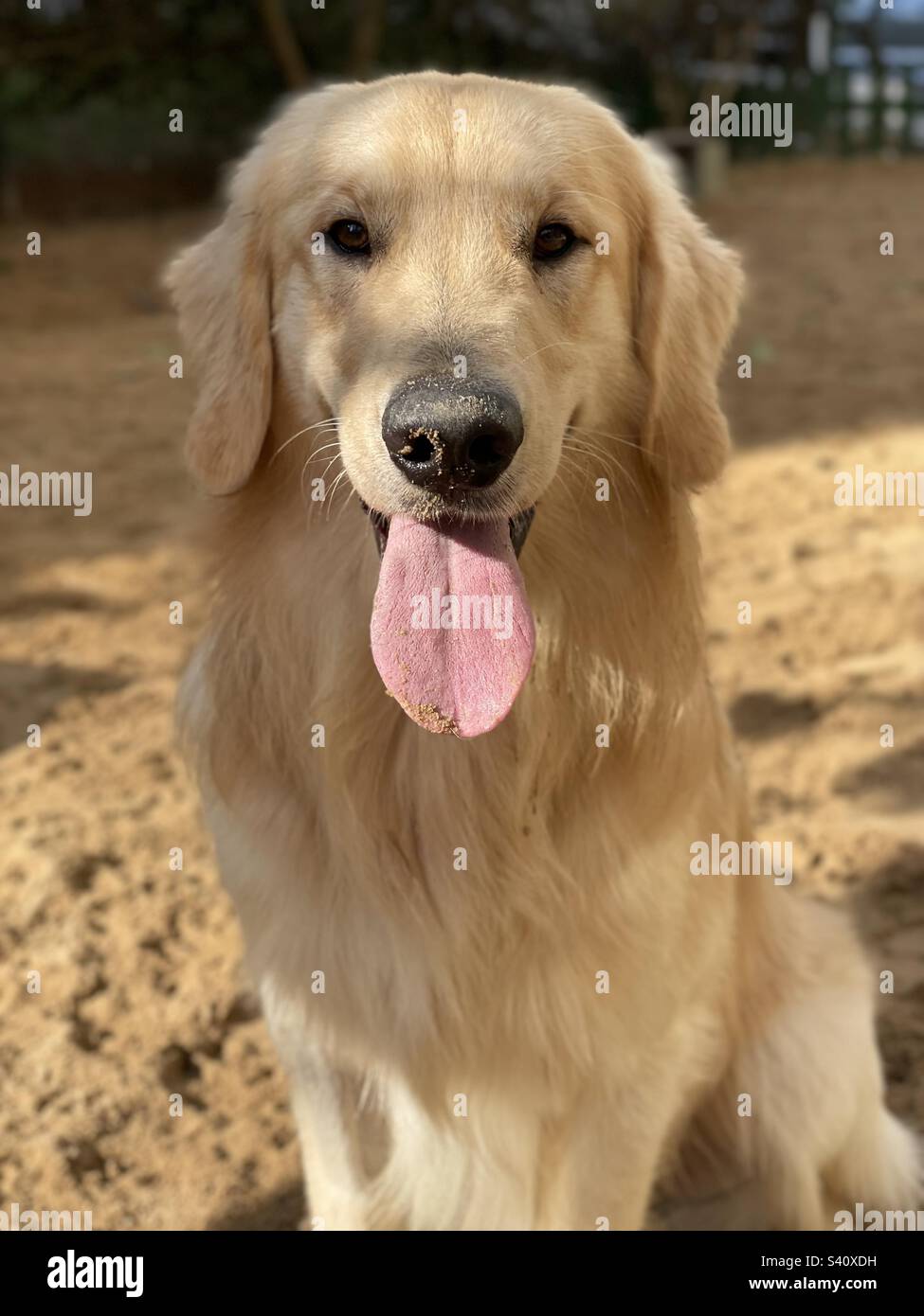 Happy golden retriever hi-res stock photography and images - Alamy