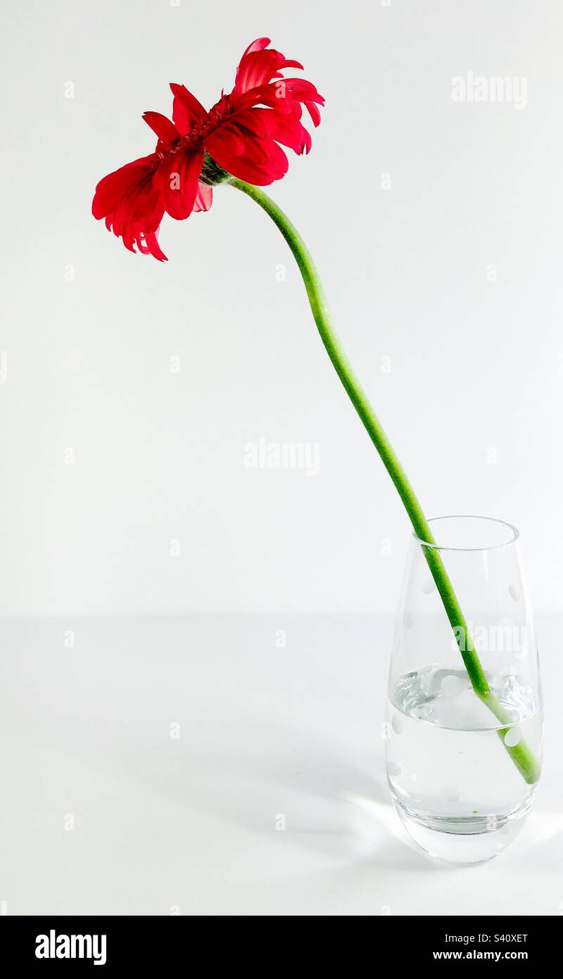 Red Gerber Daisy Stock Photo - Alamy