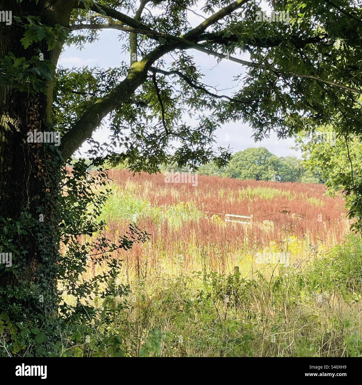 Whitegate hi-res stock photography and images - Alamy