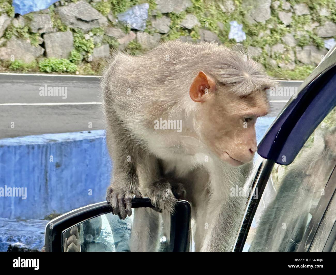Monkey on car hi-res stock photography and images - Alamy