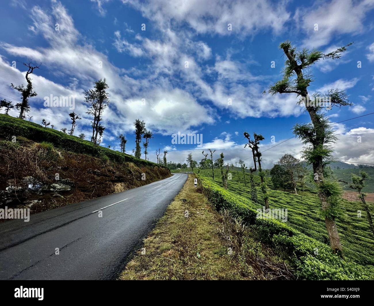 View of Valparai Tea Plantation Stock Photo - Alamy