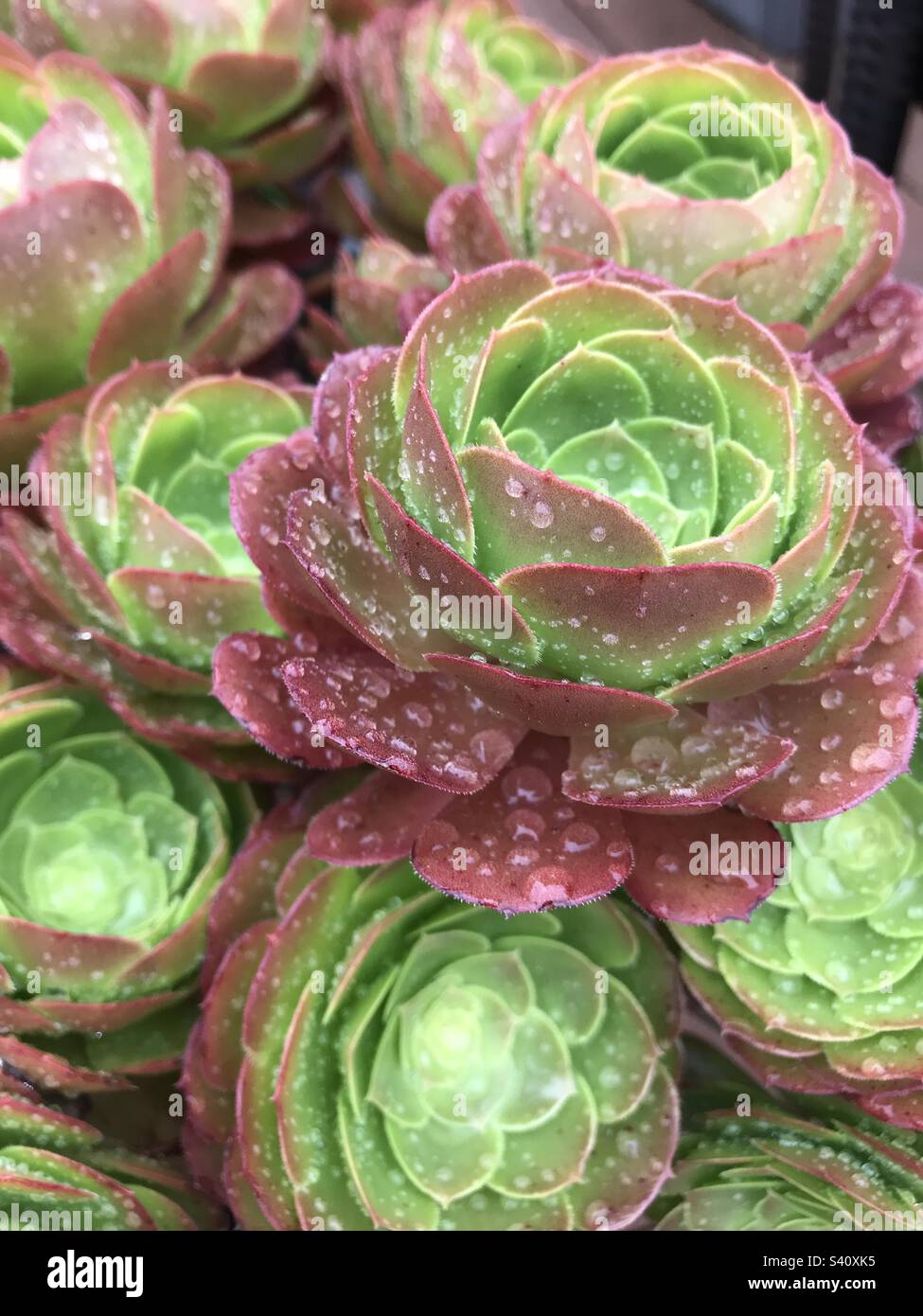 Closeup succulents hi-res stock photography and images - Alamy