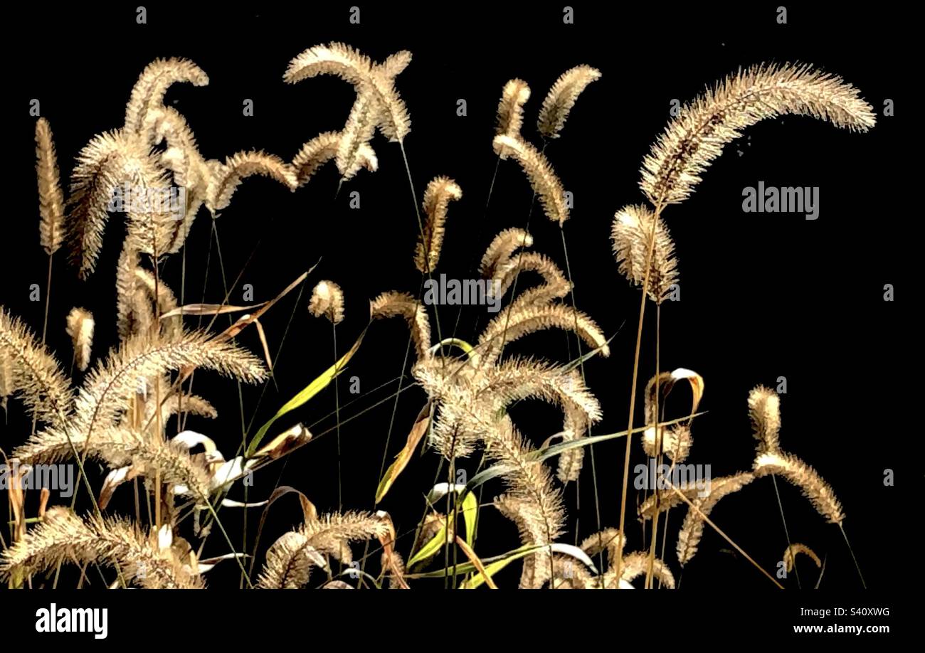 Foxtails hi-res stock photography and images - Alamy