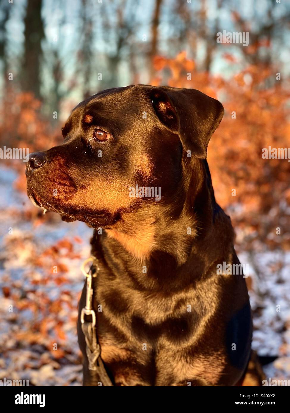 Female rottweiler hi-res stock photography and images - Alamy