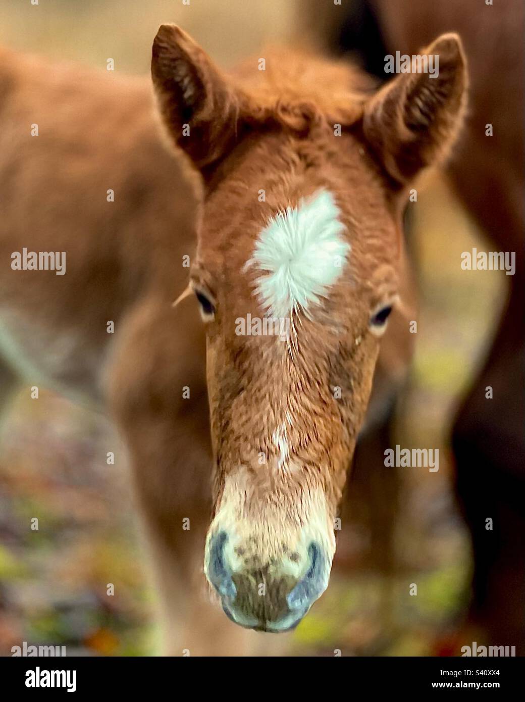 Star facial marking hi-res stock photography and images - Alamy