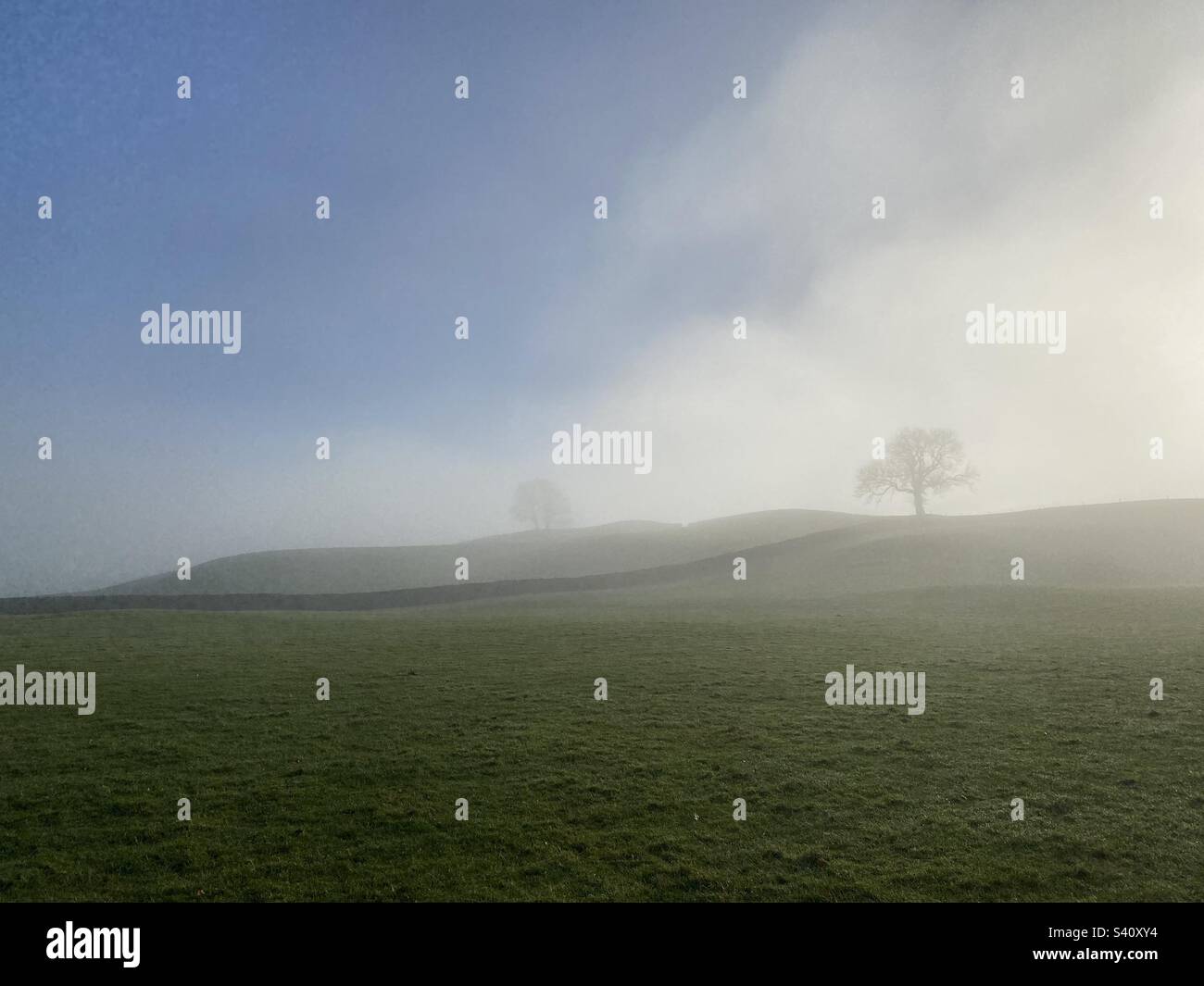 Isolated trees emerging from early morning fog in the Yorkshire Dales ...