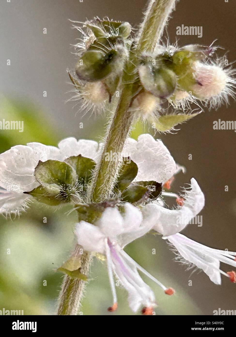 Tulsi flower hi-res stock photography and images - Alamy