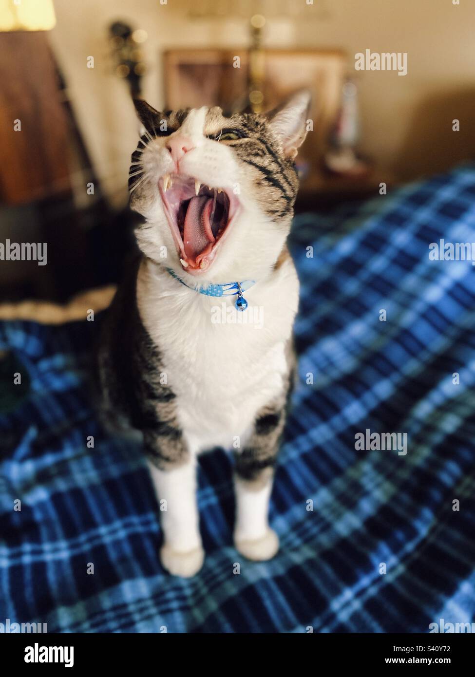 Big cat yawn Stock Photo - Alamy