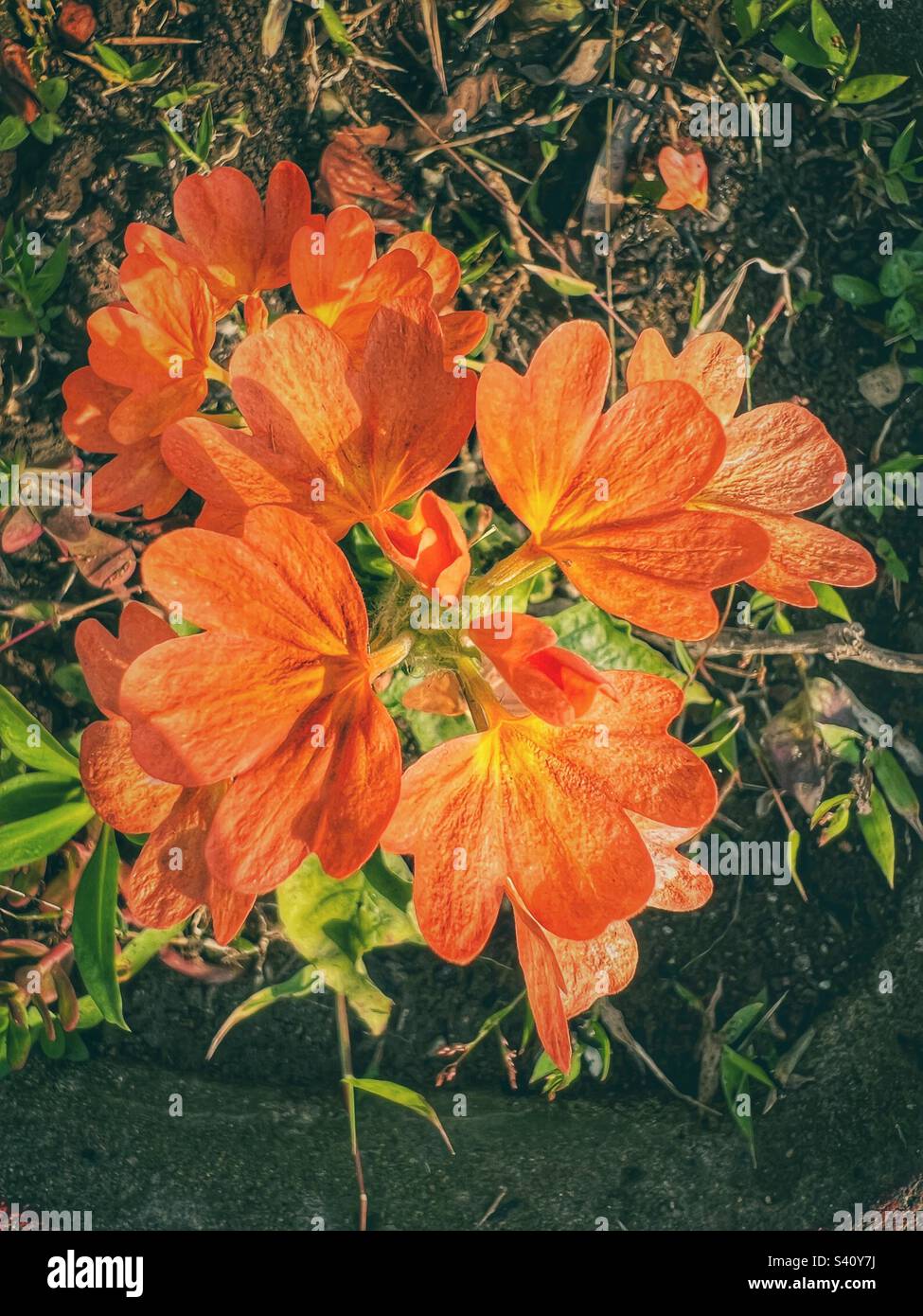 Beautiful orange flower hi-res stock photography and images - Alamy