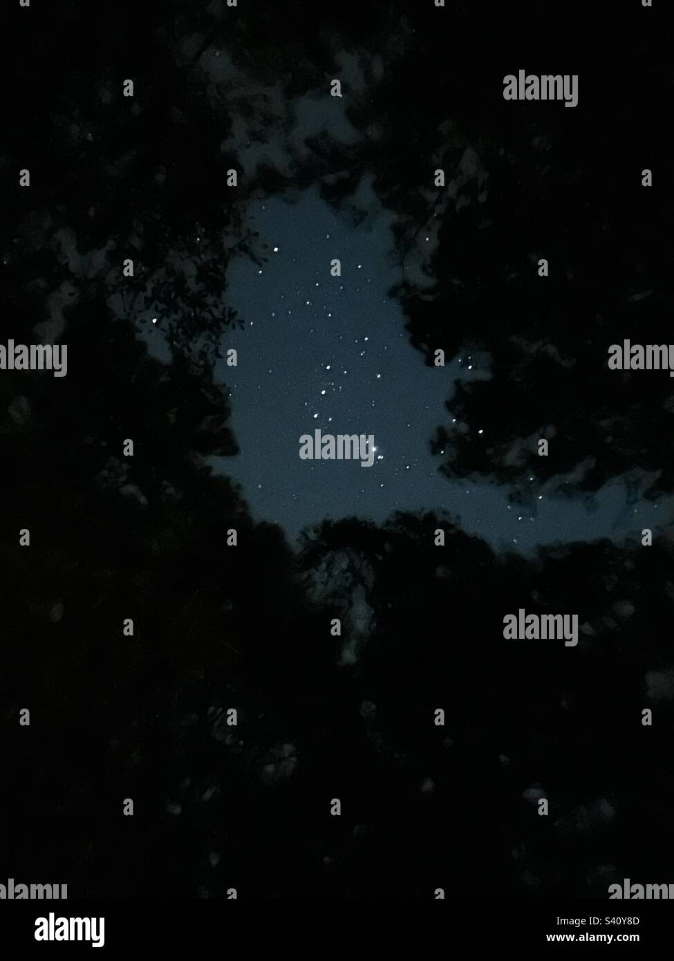 Gorgeous night sky , encircled by pine trees is the Big Dipper , you can see the handle on lower ...