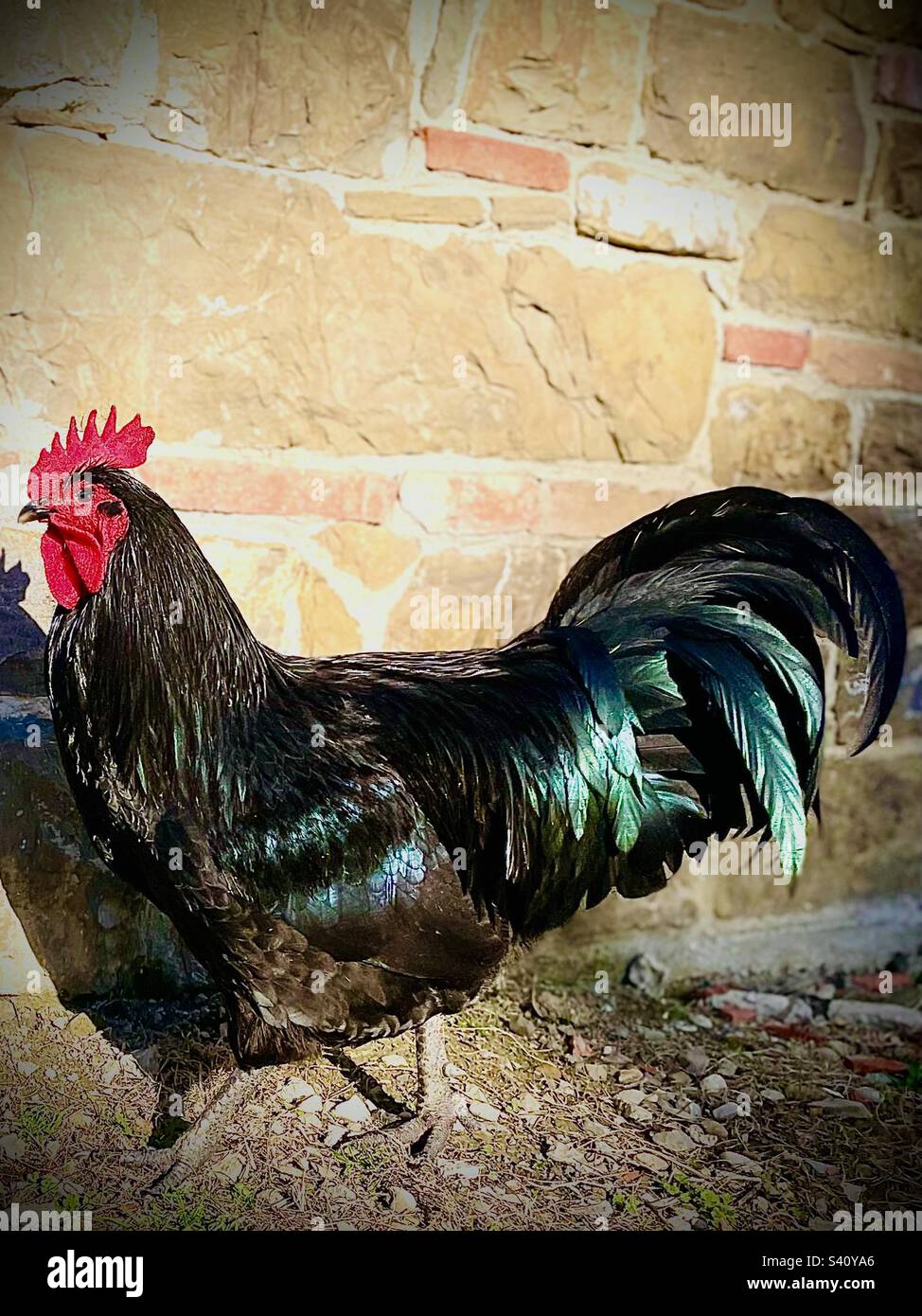 Rooster tail hi-res stock photography and images - Alamy