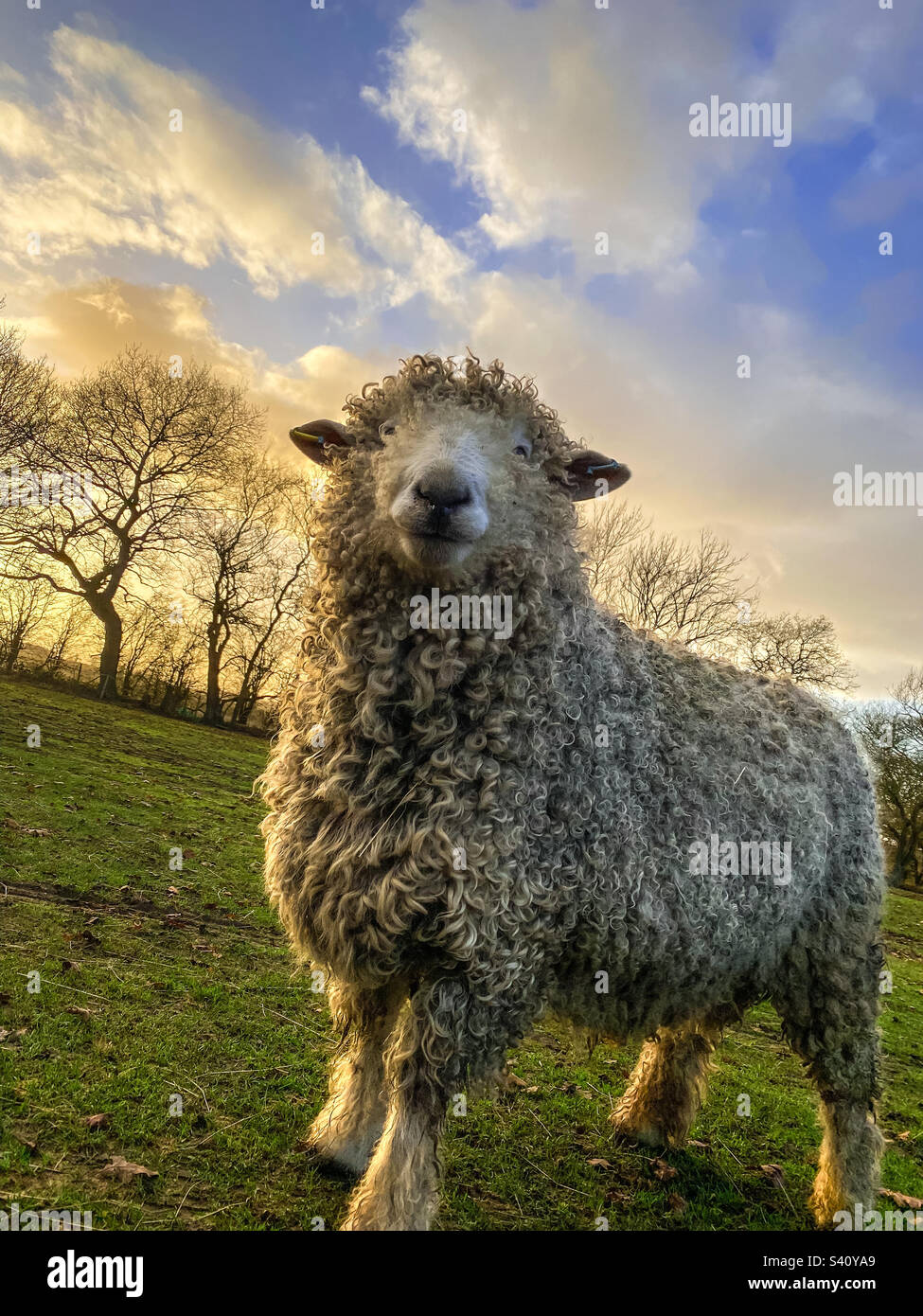 Longwool hi-res stock photography and images - Alamy