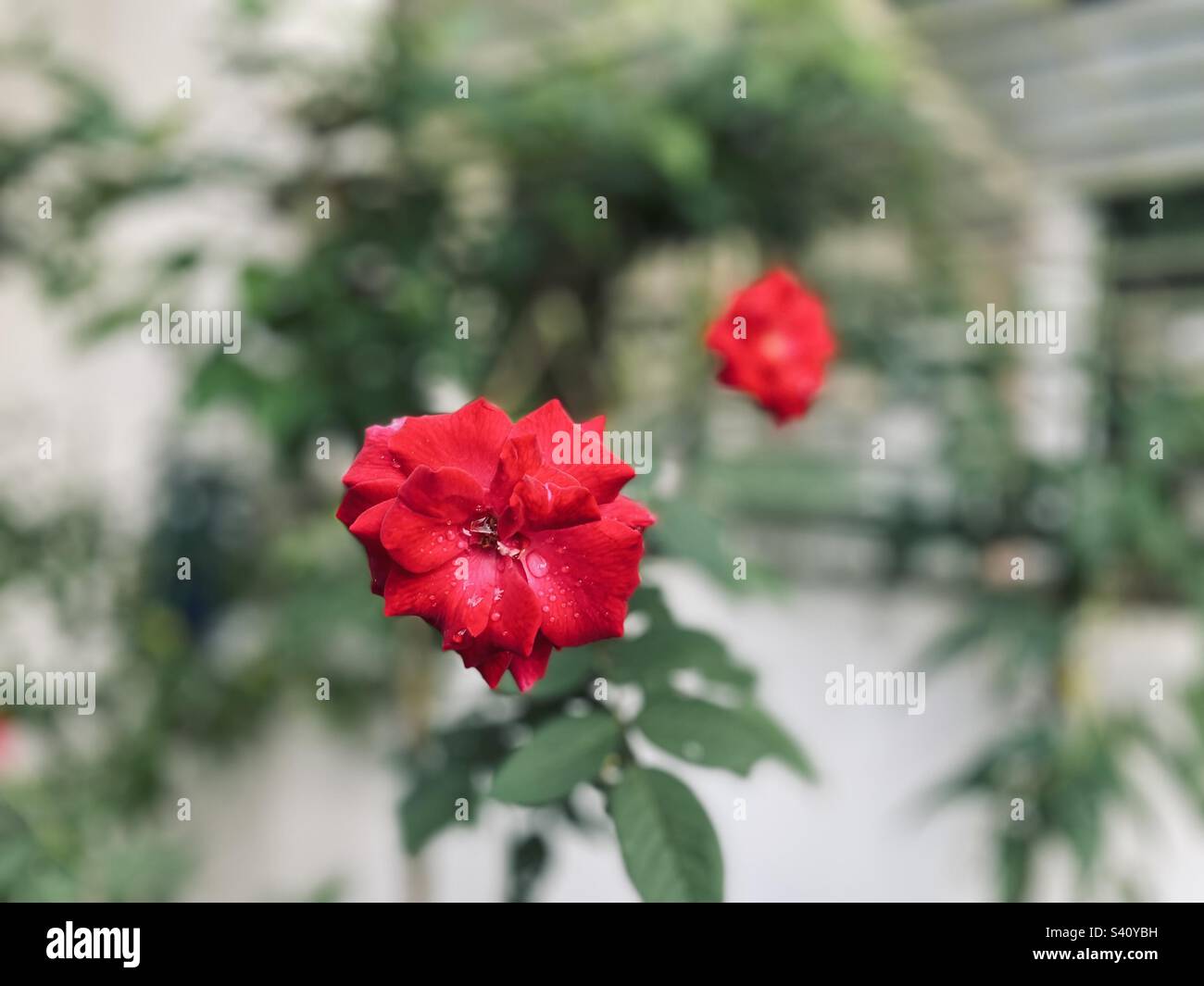 Fully bloomed red rose hi-res stock photography and images - Alamy