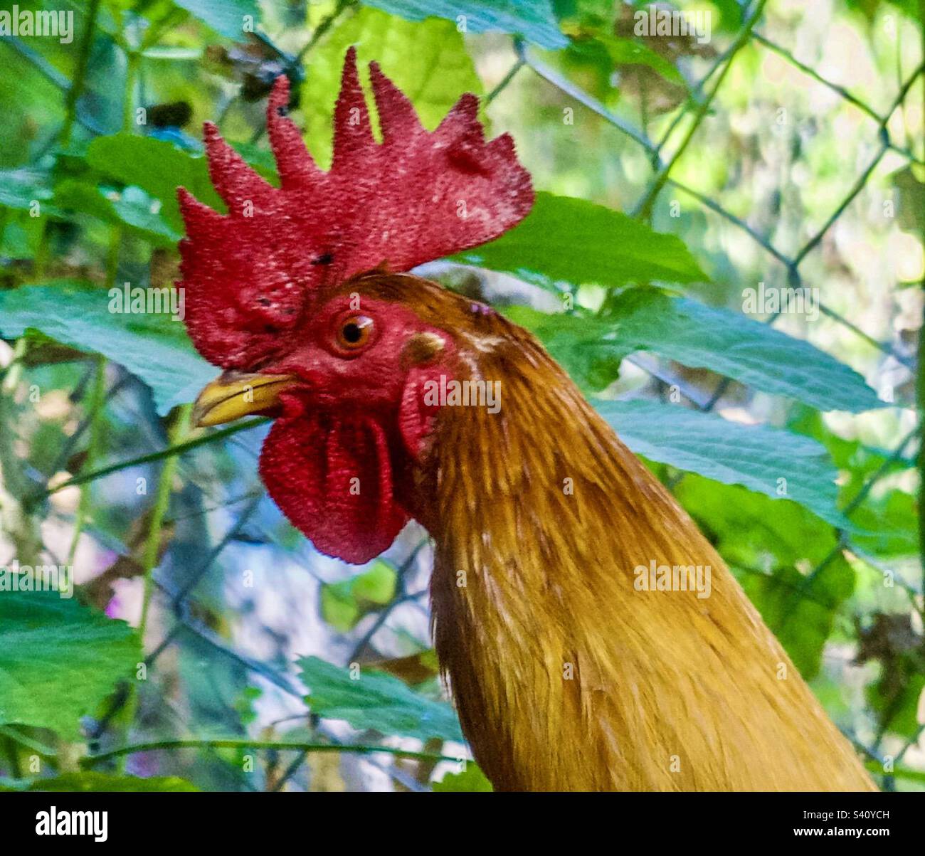 Closeup Rooster profile Stock Photo - Alamy