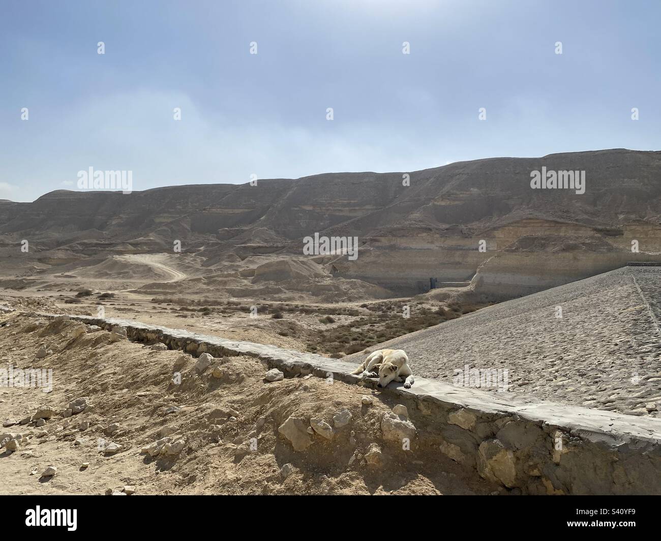 Sunny dog hi-res stock photography and images - Alamy