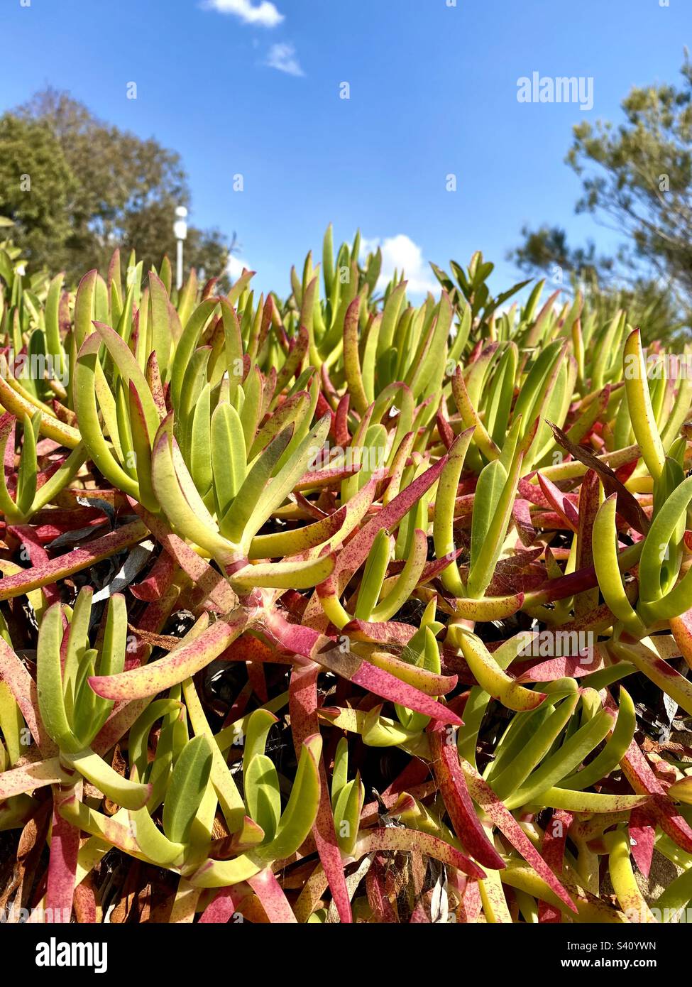 Australian pig face hi-res stock photography and images - Alamy